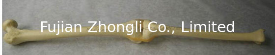 high quality medical educational surgery demonstration PU foam femur and Tibia skeleton simulator anatomy model supplier
