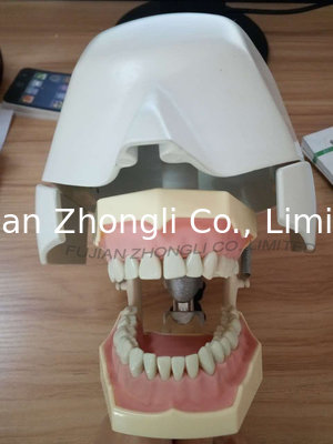 Dental Techniques  Auxiliary Training Manikin Adult &amp; Bench Or Chair Mount supplier