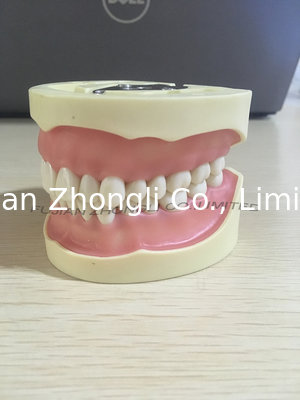 high quality dental simulation  manikin phantom head training torso&amp;oral care water cover supplier