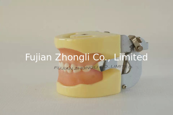 20 teeth Pediatrics Jaw Model supplier
