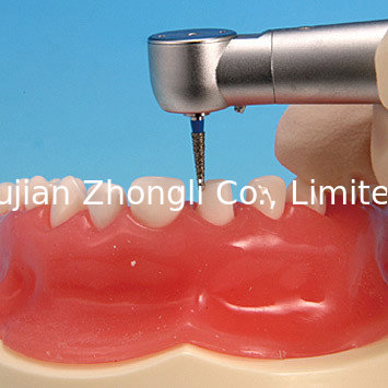 24teeth Pediatrics Jaw Model supplier