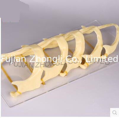 dental edentulous mandible series 5 parts supplier
