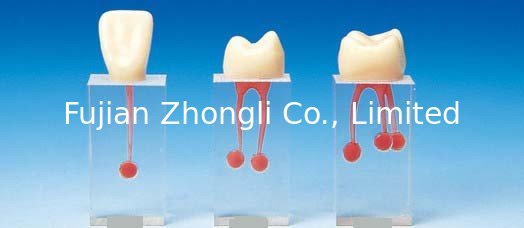 Cheap Root Canal Filling S6 supplier