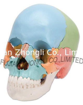 colored skull model-22parts supplier