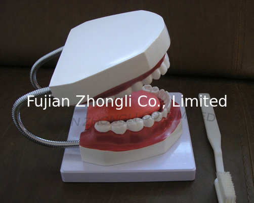 High Quality Nursing Training Teeth Burshing supplier