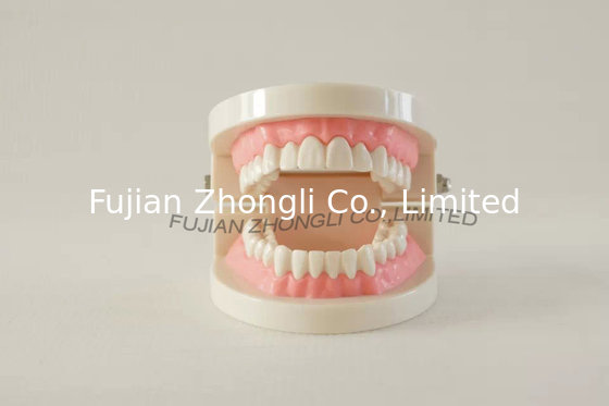 Cheap Nursing Dental Care Model for Dentist supplier