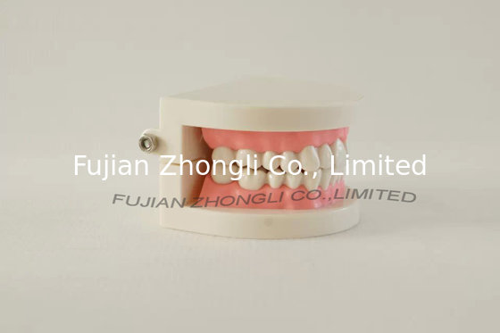 Cheap Nursing Dental Care Model for Dentist supplier