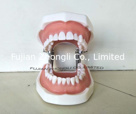 High Quality Typodont Teeth Model with Removable Screw Teeth supplier