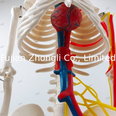 Inflexible Spine 85cm Human Anatomical Skeleton Model with Nerves and Blood Vessels for Teaching and Sports Medicine supplier