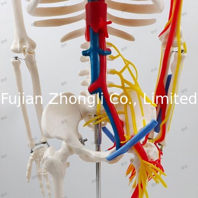 Inflexible Spine 85cm Human Anatomical Skeleton Model with Nerves and Blood Vessels for Teaching and Sports Medicine supplier