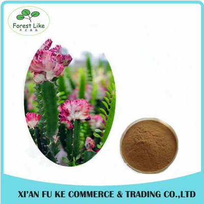Phamaceutical Ingredient High Quality  Low Price Loss Weight Product Cactus Flower Extract supplier