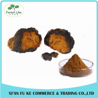 Natural Treat Diabetes Innocuous Health Products Chaga Mushroom Extract Powder with Polysaccharides,Betulin supplier