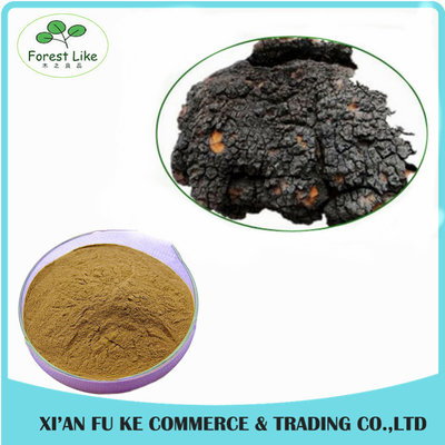 Natural Treat Diabetes Innocuous Health Products Chaga Mushroom Extract Powder with Polysaccharides,Betulin supplier
