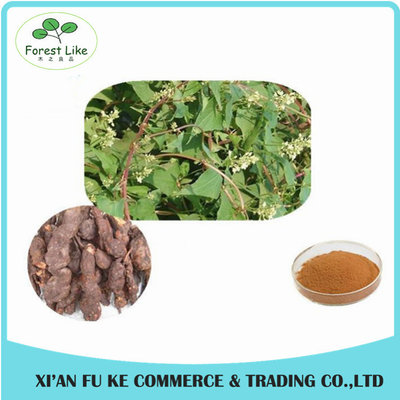 High Pure Physcion Powder 99% Fo-ti Root Extract supplier