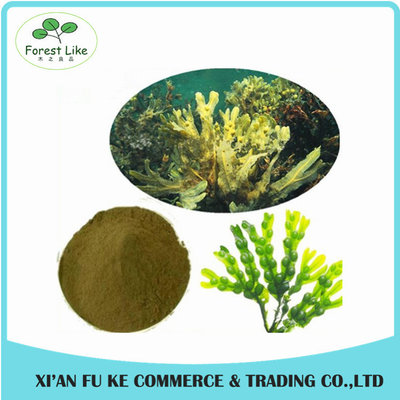 High Quanlity Fucus Vesiculosus Extract Powder supplier
