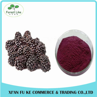 Hight-quality Instant Freeze Dried Mulberry Extract Fructus Morin Powder supplier
