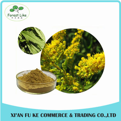 Water Soluble Witch Hazel P.E./Herbal Hamamelis Virginiana Extract for Cosmetic supplier