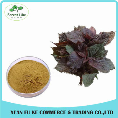 Food Grade Chinese Traditional Herbal Perilla Frutescens Leaf Extract supplier