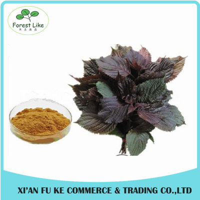 Food Grade Chinese Traditional Herbal Perilla Frutescens Leaf Extract supplier