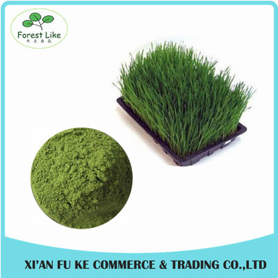 High Quality Green barley grass juice powder supplier