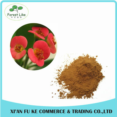High Quality Crown Of Thorns Extract Powder10:1 20:1 supplier