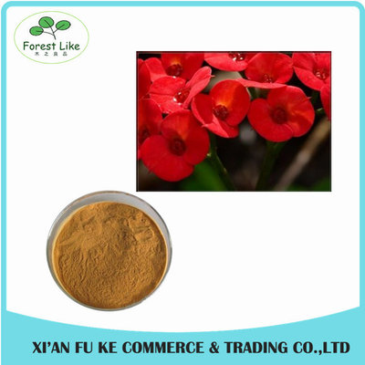 High Quality Crown Of Thorns Extract Powder10:1 20:1 supplier