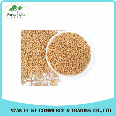 Wheat Protein / Wheat Gluten Extract Powder Protein 80% supplier