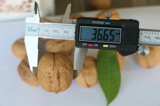 XIN2 Walnut Inshell