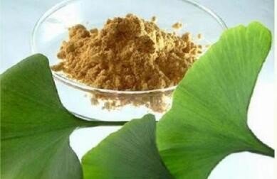 ginkgo biloba extract   USP  EP   CP