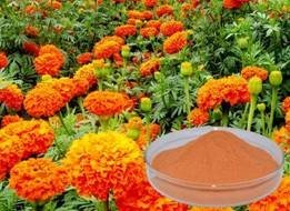 Marigold Extract 、 Lutein 5%/10%/20%/80%、Zeaxanthin 5%/10%/20%/70%、 Lutein Esters 5%/10%/20%/80%