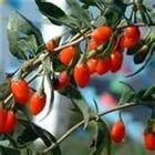 Barbury Wolfberry fruit P.E、Lycium barbarum polysaccharide20-50%