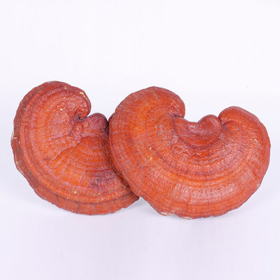 Reishi Extract (Ganoderma lucidum Extract)