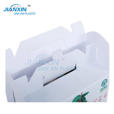 Customized Plastic Corflute Box/ Plastic Corrugated Fruit Box/ PP Hollow Fruit Box