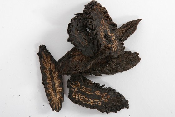 Cistanche Tubulosa Extract Factory