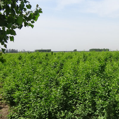 High quality ginkgo biloba extract powder custom specifications