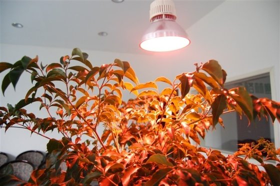 12PCS LED Qty Flowering Led Grow Lights , Fluorescent Grow Light Bulbs For Indoor Plants