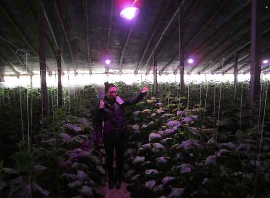 5W LED Grow Light with Epistar high power led and 3 years warranty home plant