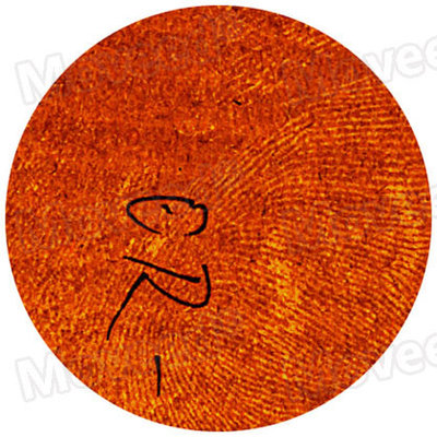 MOVEED®  Forensic Infrared NDT Fingerprint Detecting Instrument OR-GHS100