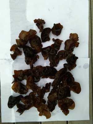 Factory Price Premium Thick Dried Black Mushroom Fungus1.0-1.8CM