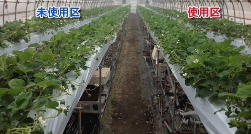 325 網海鳥からの有機性 P2O5 12% の最低の有機性グアノ肥料の粉