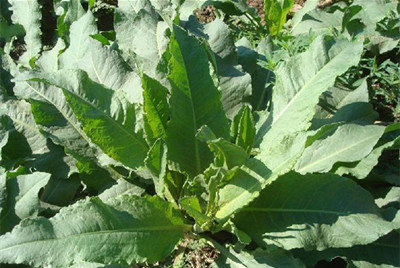 Sorrel herb powder, Rumex acetosa Extract, antibacterial, Antioxidant, Antitumor herb ingredient, Shaanxi Yongyuan