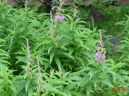 Willowherb extract, Epilobium Parviflorum Extract,  antibacterial, anti-inflammatory, 100% natural skin care ingredient