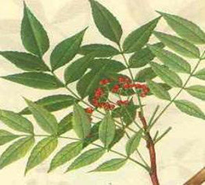 Quassia Extract, Picrasma quassioides Extract, TCM, Chinese manufacturer , Shaanxi Yongyuan Bio-Tech