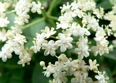 Elder flowers powder, Elder flowers Extract, 100% natural skin care ingredients, manufacturer, Shaanxi Yongyuan Bio-Tech