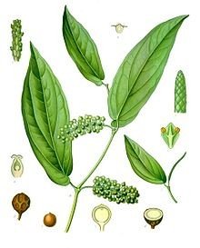 Java Pepper Extract, Java Pepper Powder, Piper cubeba powder, Chinese manufacturer, High quality