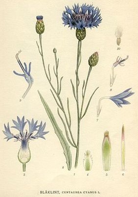 Cornflower Extract, Centaurea cyanus Extract 4:1, natural cosmetic ingredient, Shaanxi Yongyuan Bio-Tech manufacturer