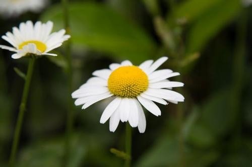 Daisy Extract, Bellis perennis Extract, 4:1, 100% natural, high quality, Shaanxi YongyuanBio-Tech