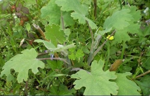 Macleaya Cordata Extract, Total alkaloids 60% HPLC, 10:1 TLC, Natural pesticide ingredient, Shaanxi Yongyuan Bio-Tech