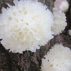 Tremella Fuciformis Extract, snow fungus Extract, Polysaccharides10%-30%UV, high quality , Manufacturer, Yongyuan Bio