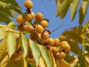 Soapnut extract, Soapnut Saponins 40%-70% UV, Ingredients for washes, Chinese Manufacturer, Shaanxi Yongyuan Bio